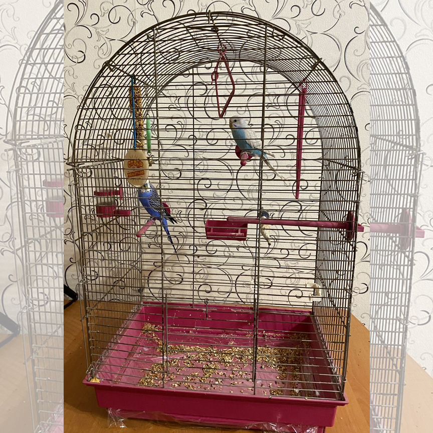 Волнистые попугаи с клеткой