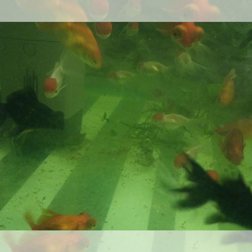 Телескоп аквариумный рыбы