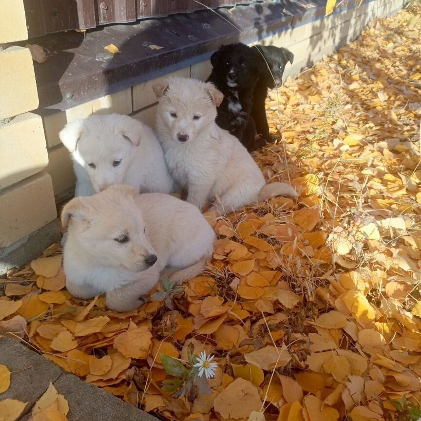 Щеночки в добрые руки