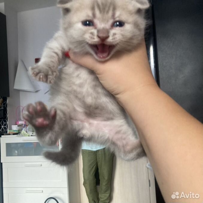 Шотладские вислоухие котята