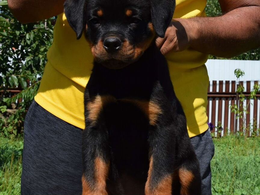 Щенки ротвейлера