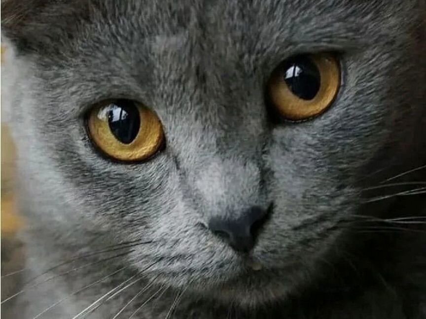 Котик породы «Русская голубая« в добрые руки