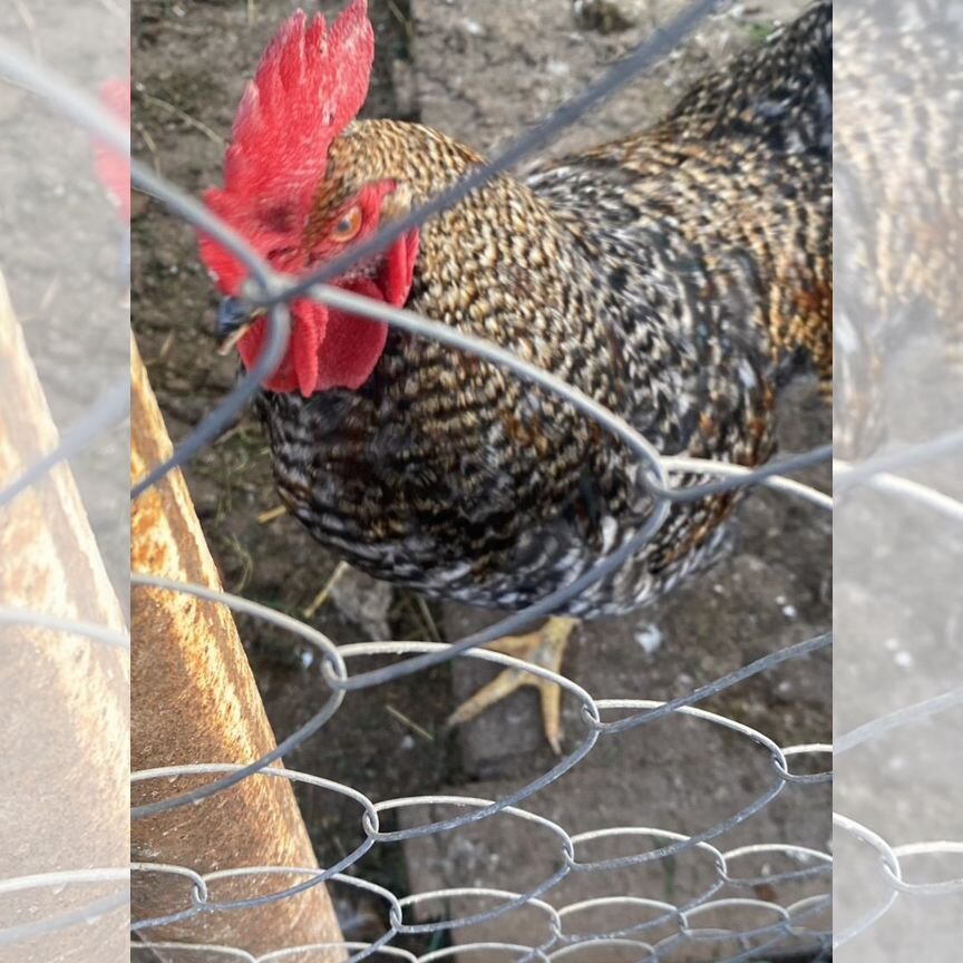 Петушки домашние