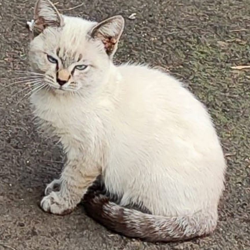 Котята в добрые руки бесплатно