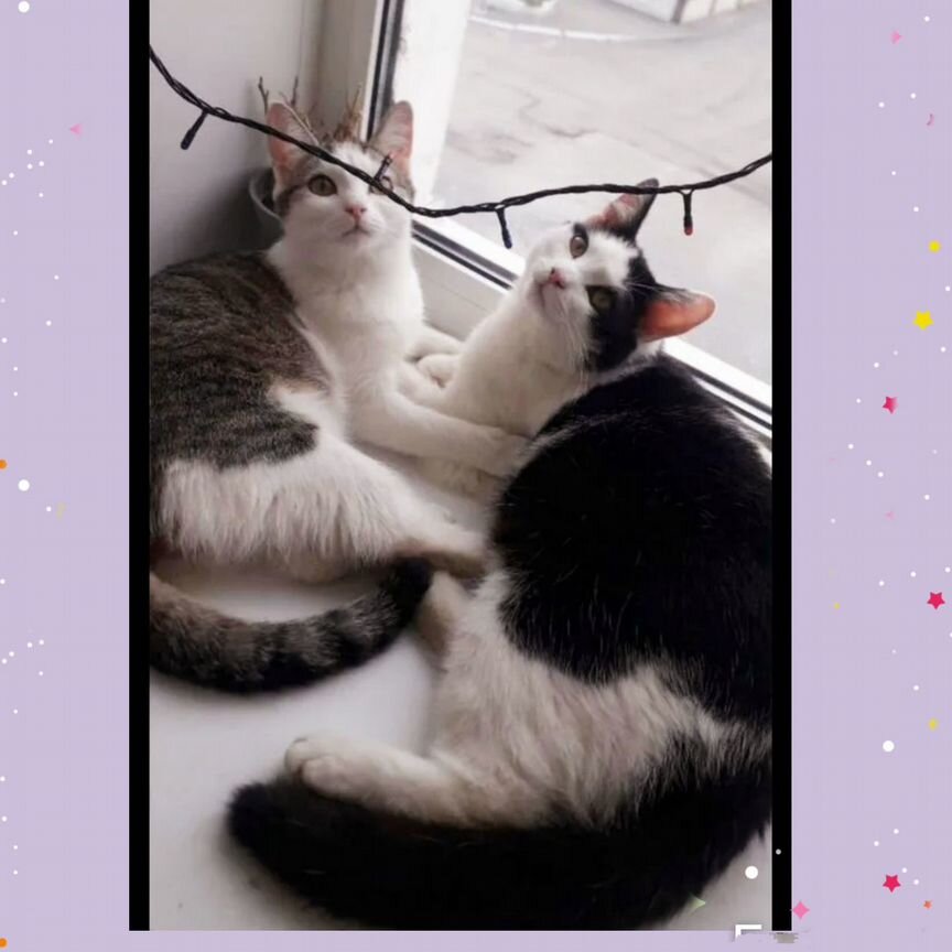 Котята неразлучники в добрые руки бесплатно