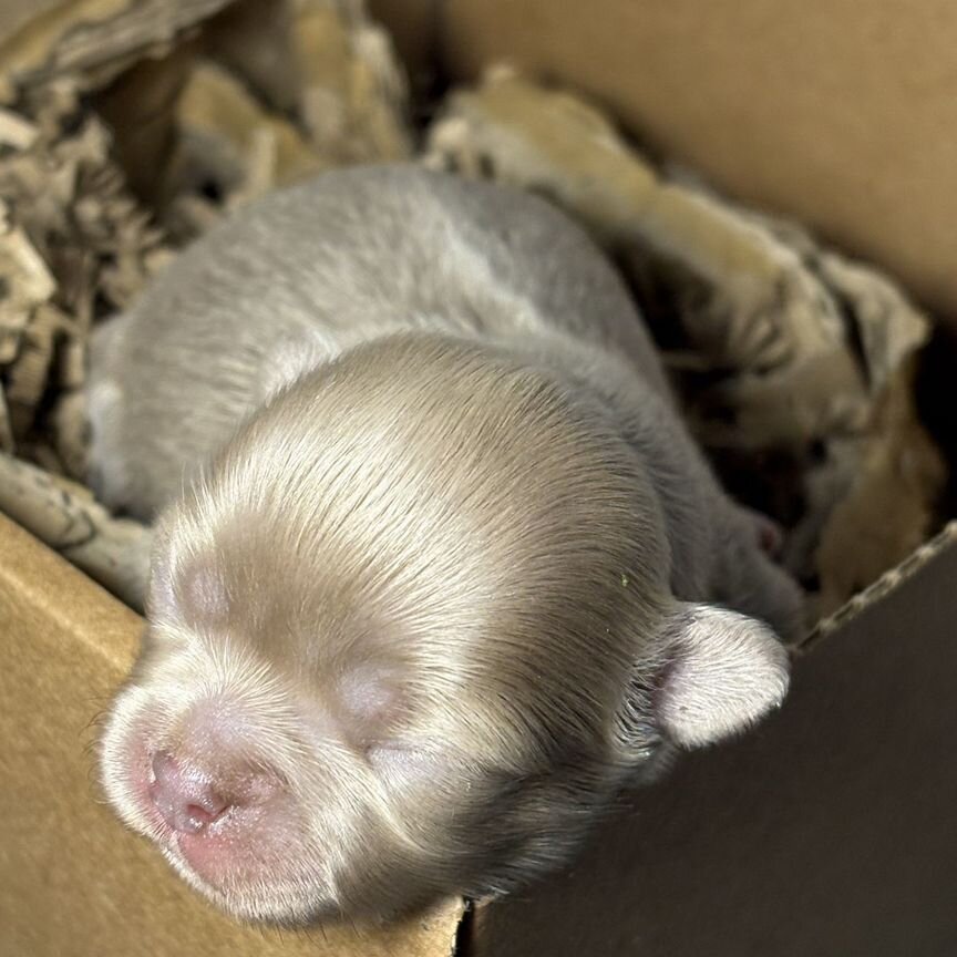 Чихуахуа, щенок