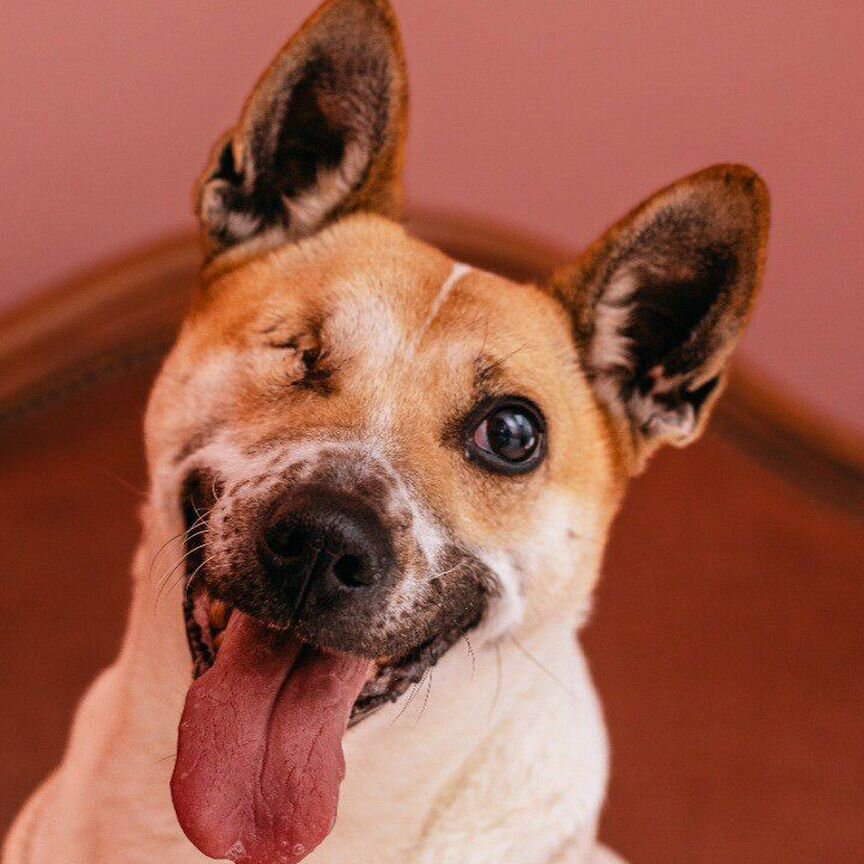 Взрослая собака в добрые руки