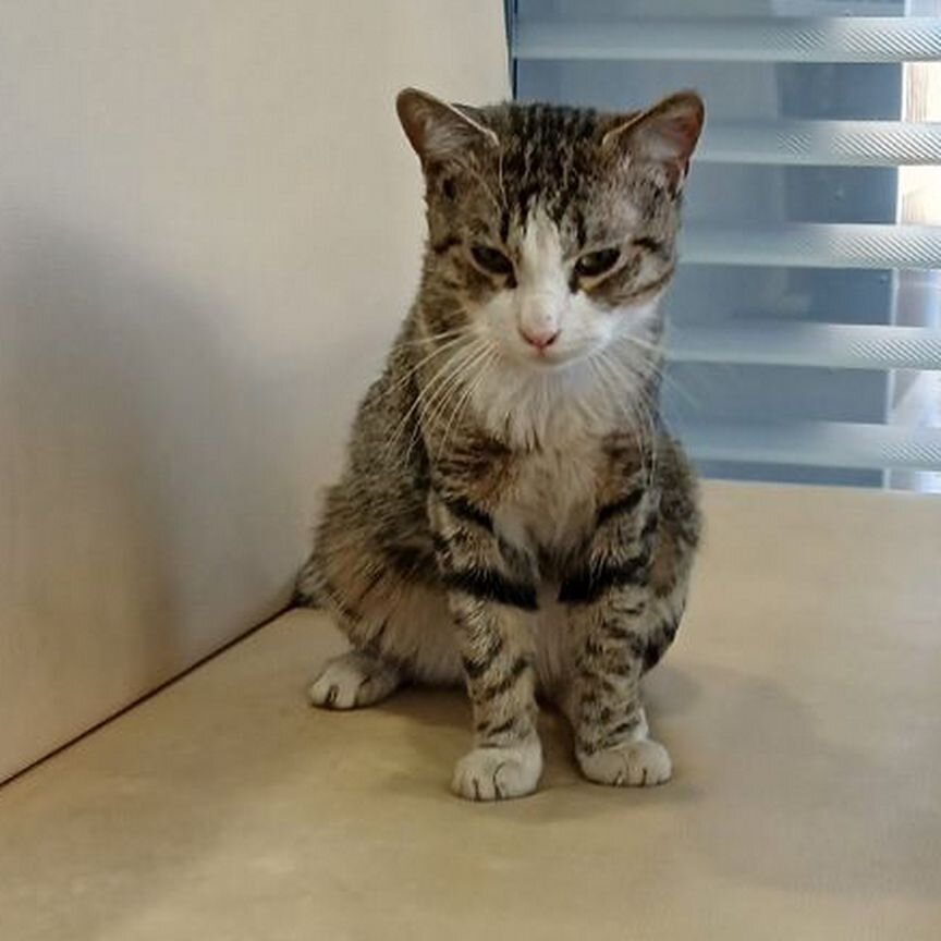 Взрослый кот в добрые руки