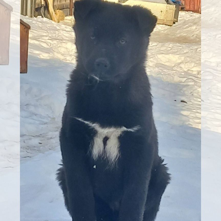 Щенок в добрые руки