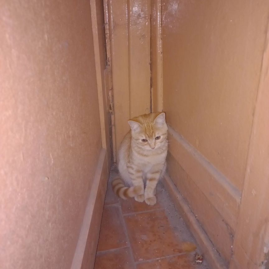 Отдам кота в добрые руки