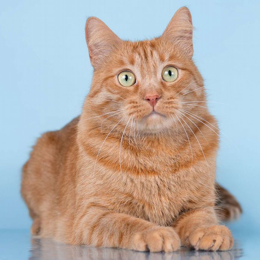 Европейский короткошёрстный, взрослый кот