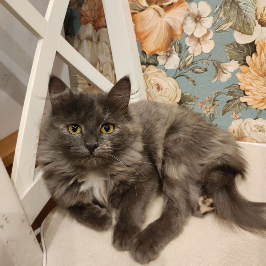 Кошечка в ответственную семью