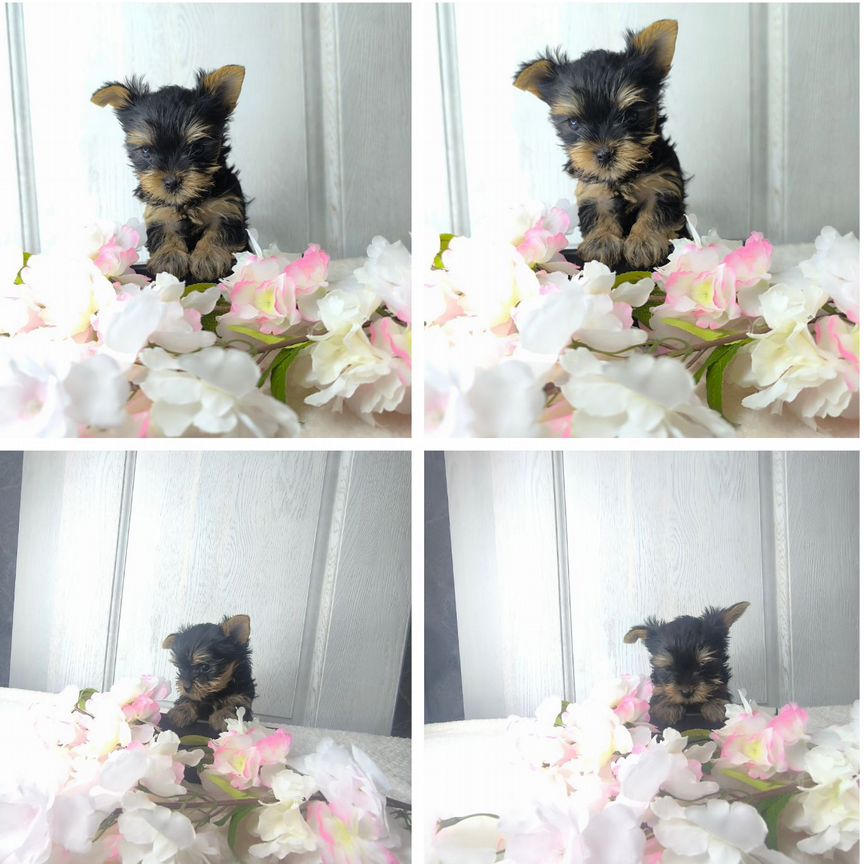 Йоркширский терьер, щенок