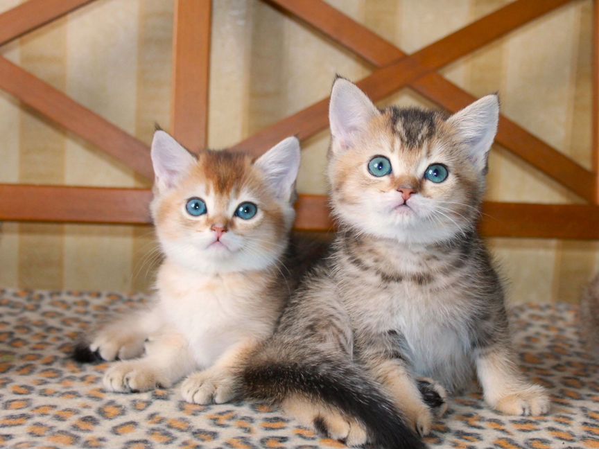 Британские котята