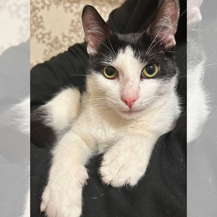 Котёнок в добрые руки