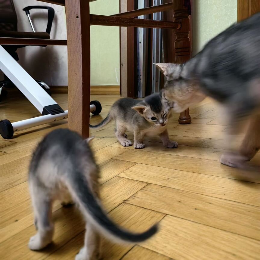 Котята абиссинские голубые классика