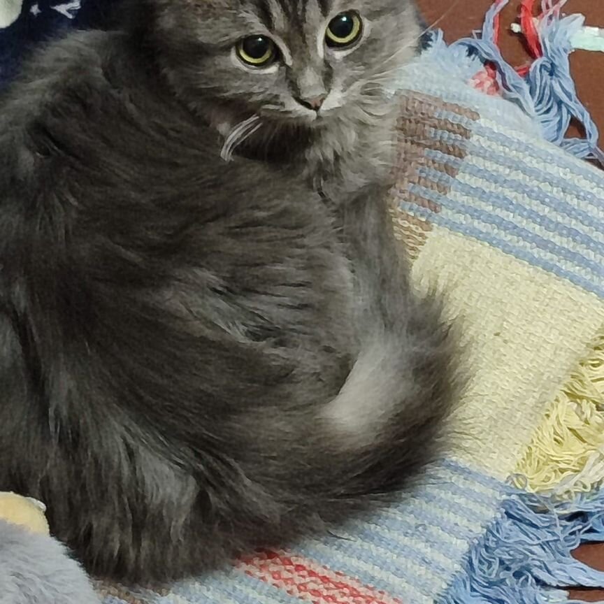 Котята в добрые руки даром