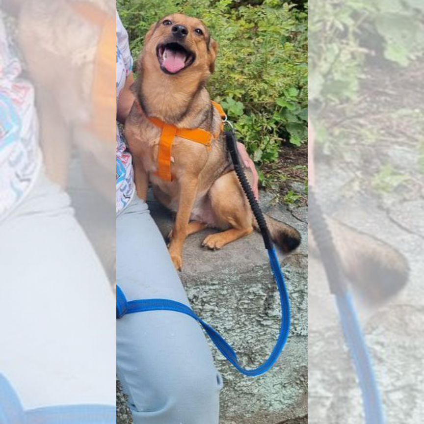 Взрослый кот в добрые руки