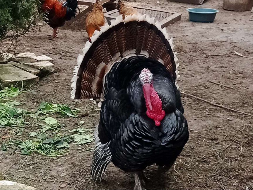 Индюки бронза