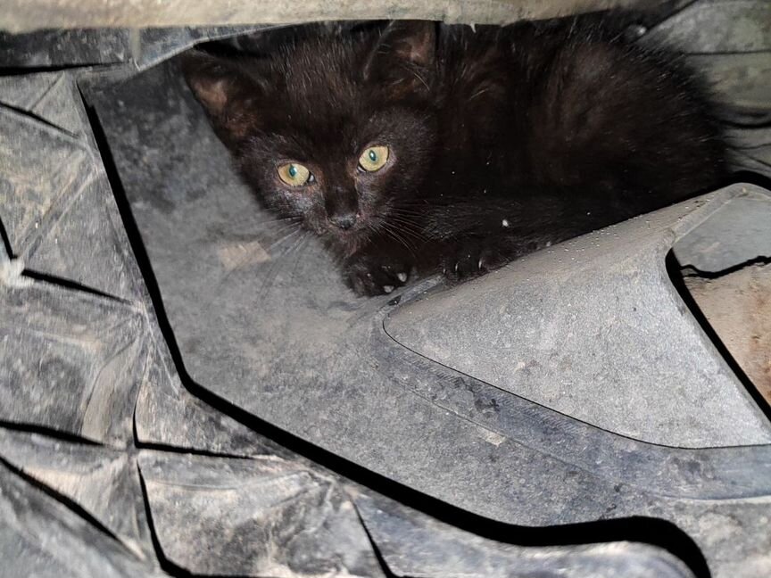 Котенок Маруся