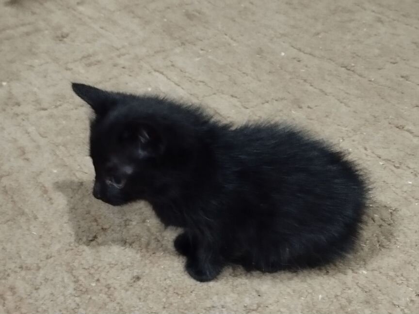 Котёнок