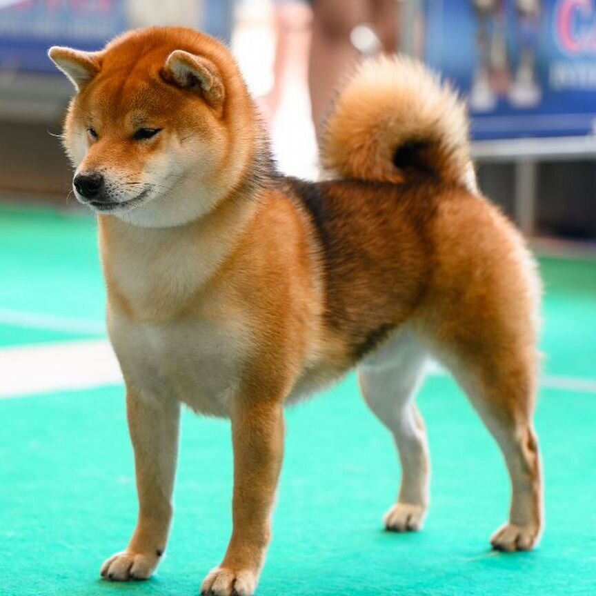 Чемпион Сиба ину вязка кобель