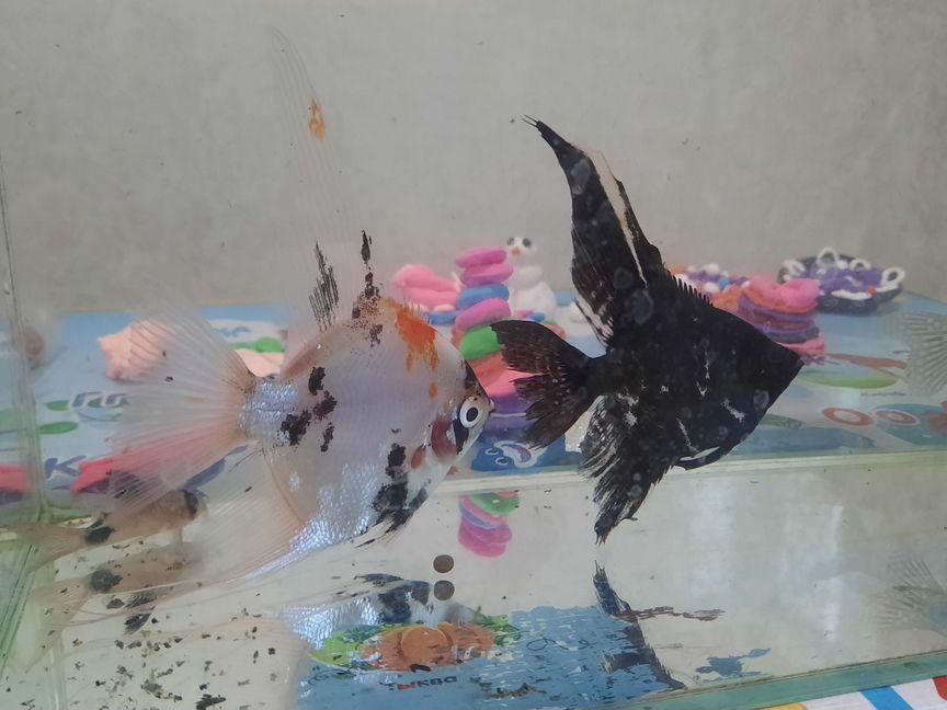 Аквариумные рыбки