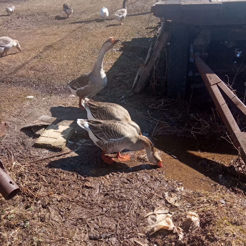 Инкубационное яйцо гусей