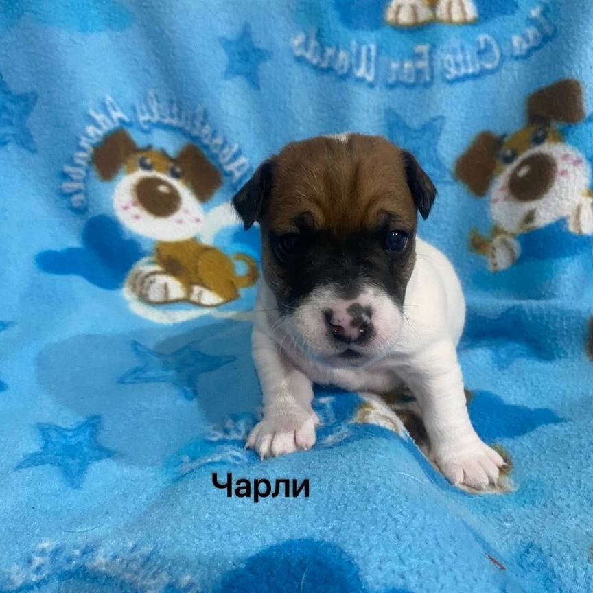 Щенки джек рассел терьер