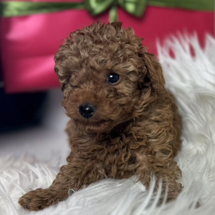 Той-пудель, щенок