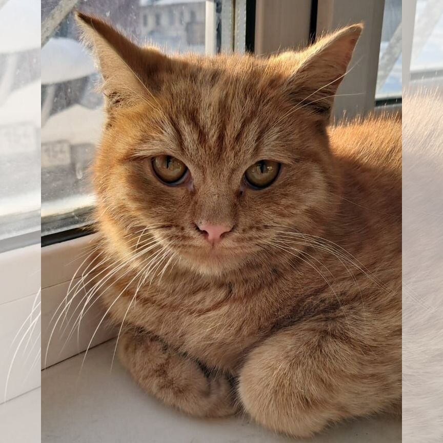 Лучик- 6 месяцев