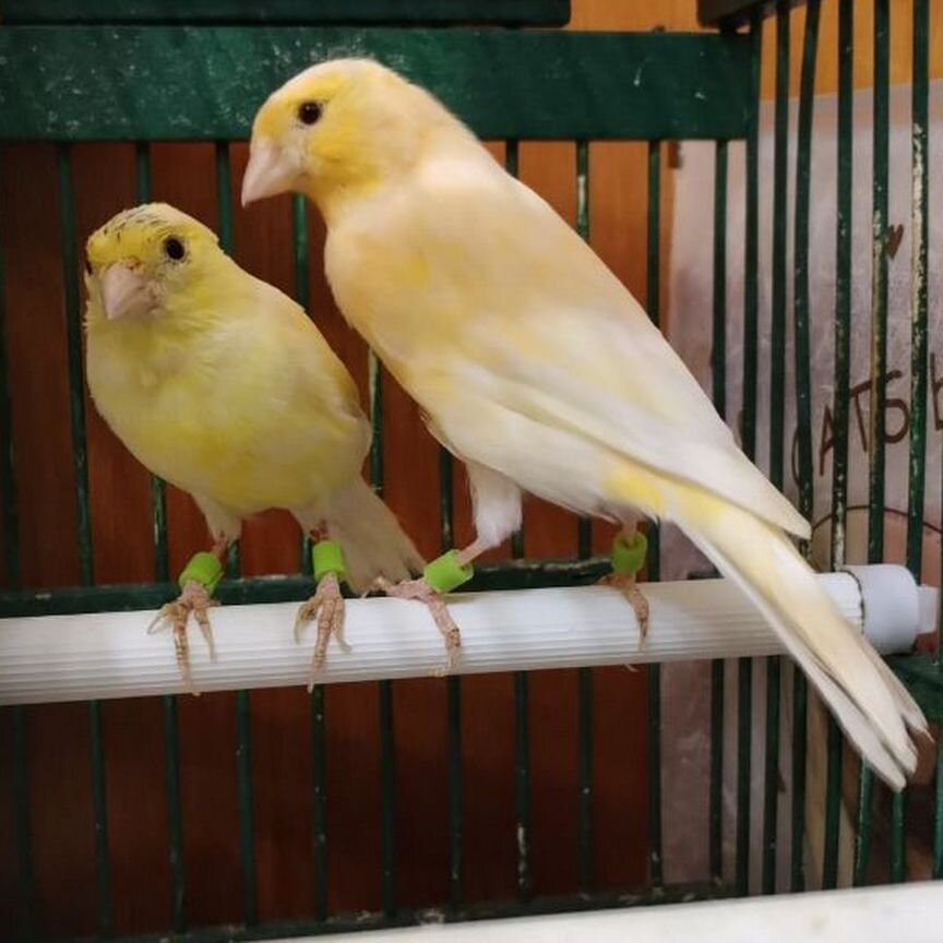 Кенара и канарейки