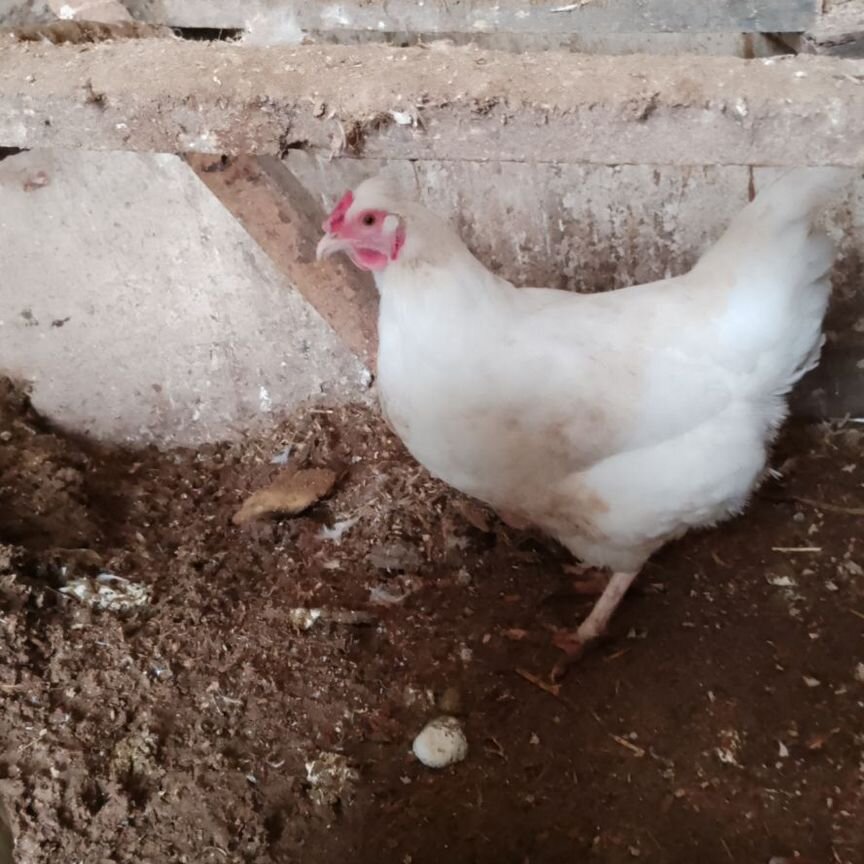 Домашняя птица куры