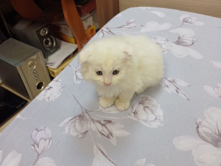 Котёнок майкун белый