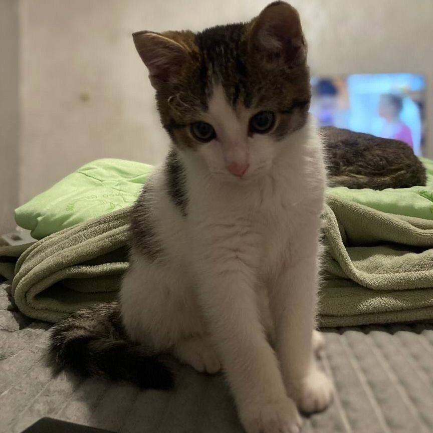 Котёнок в добрые руки