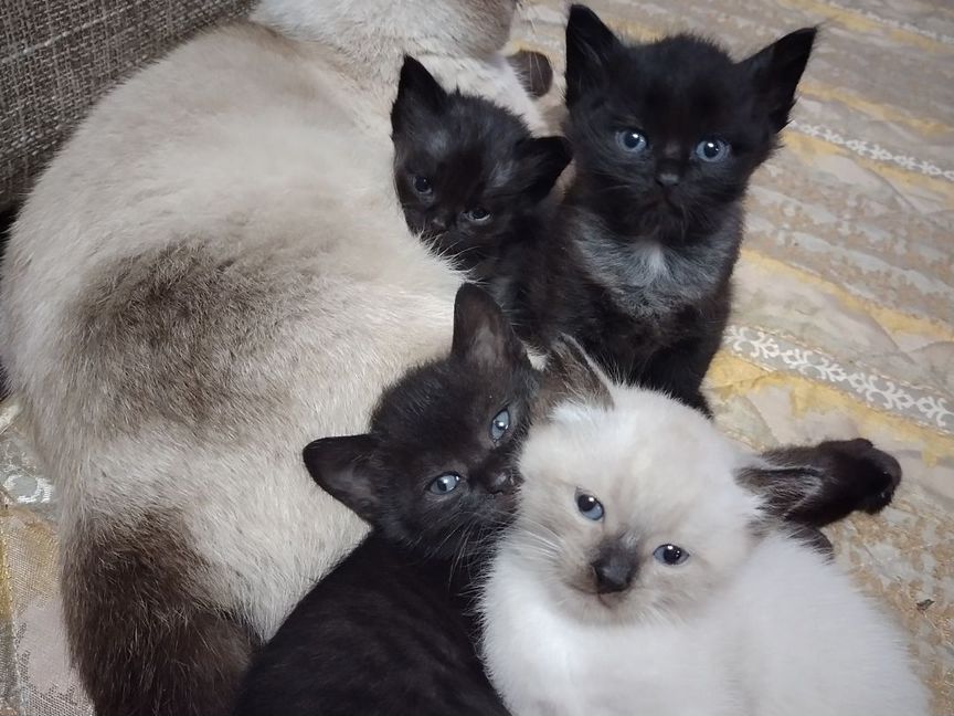 Котята