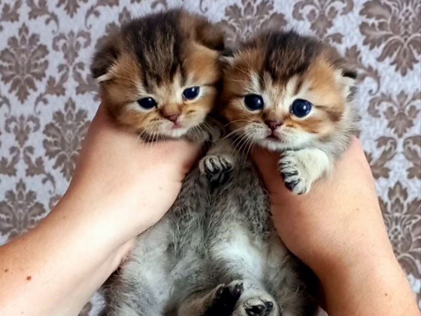 Шотландские котята