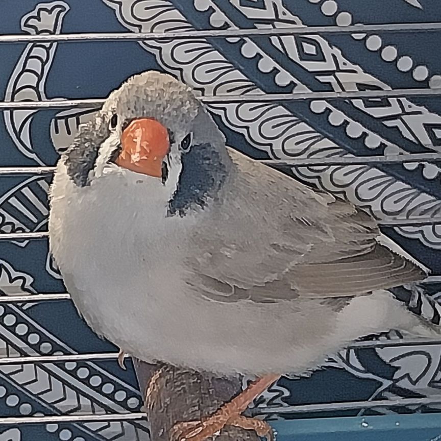 Зебровые амадины