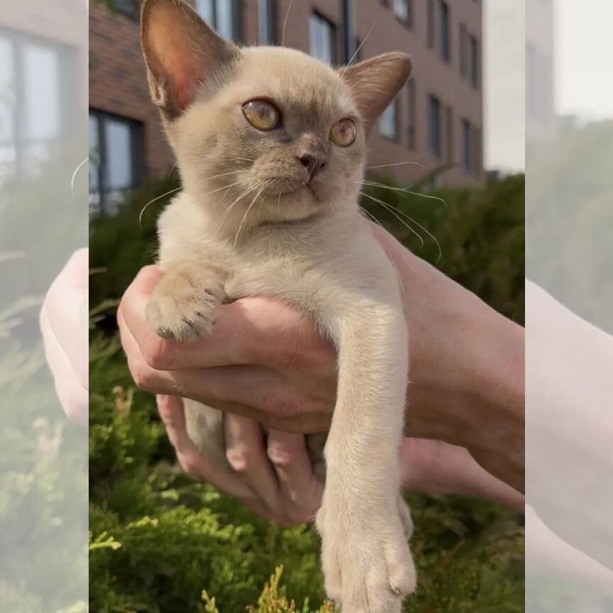 Европейский бурманский котёнок