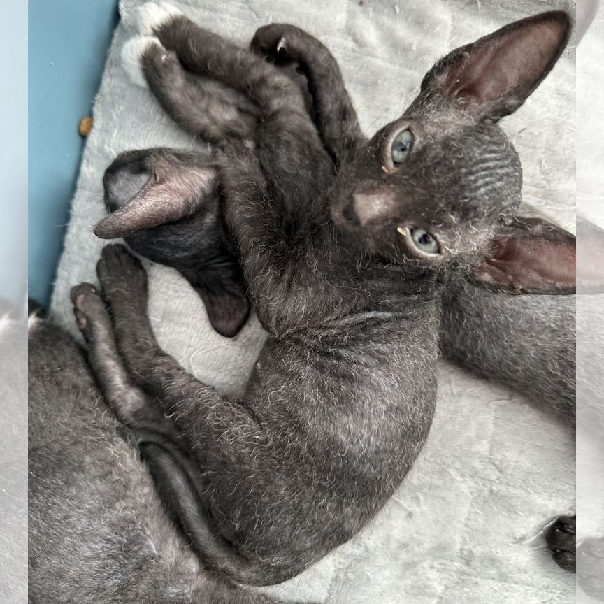 Канадский сфинкс котёнок