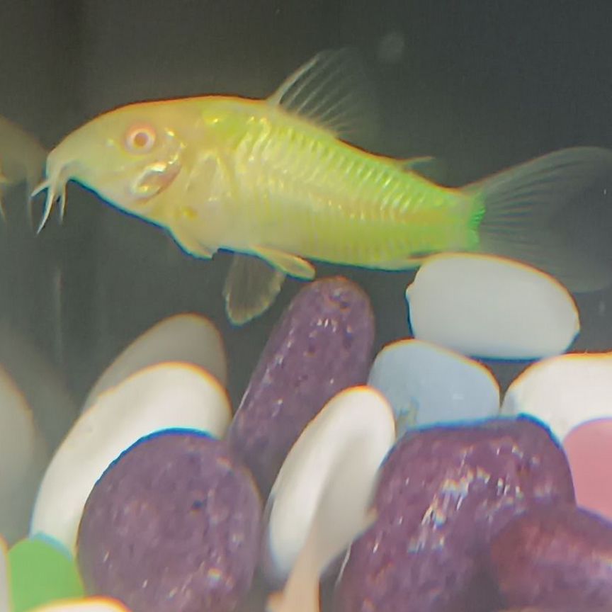 Коридорас гло Светящийся