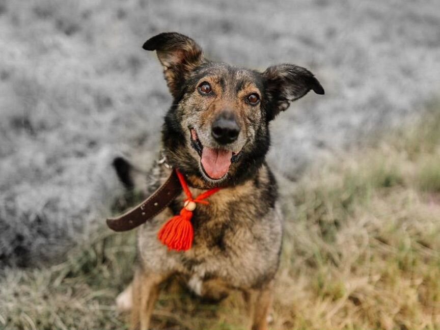 Обычная собака в добрые руки из приюта