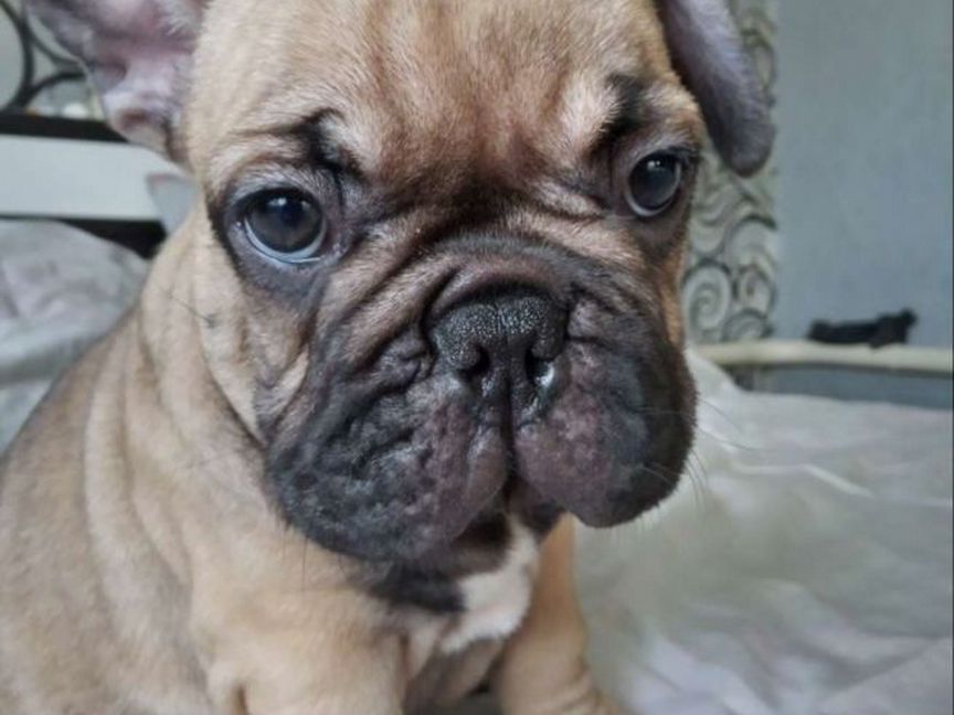 Французский бульдог