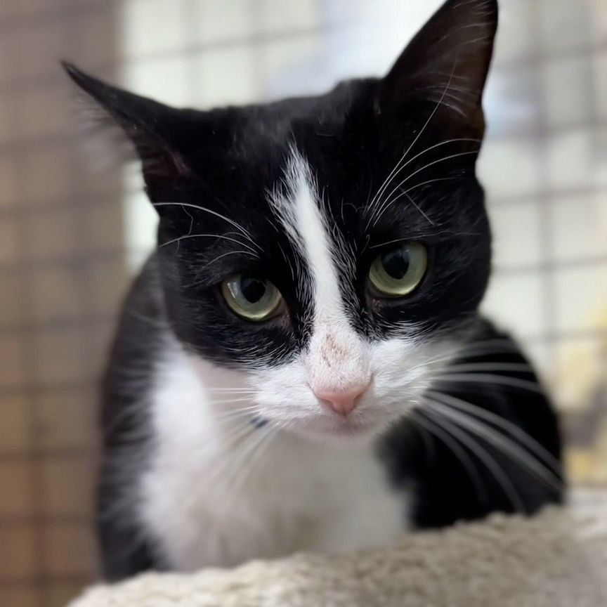 Котик из приюта в добрые руки