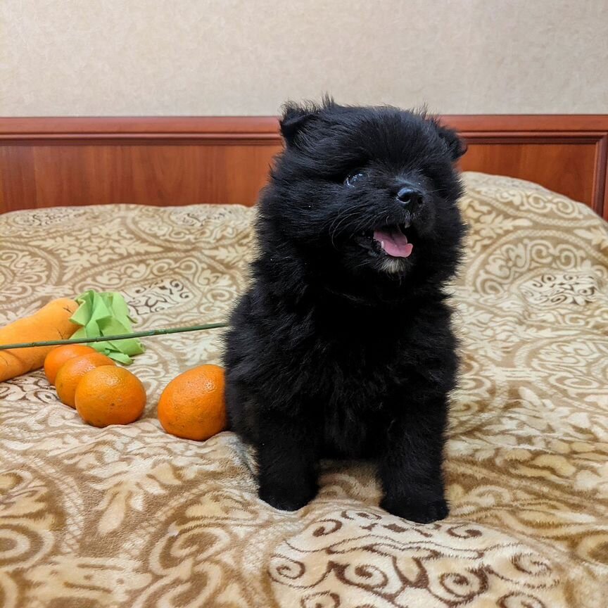 Померанский шпиц