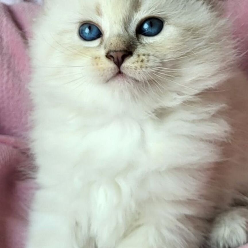 Невские Маскарадные котята