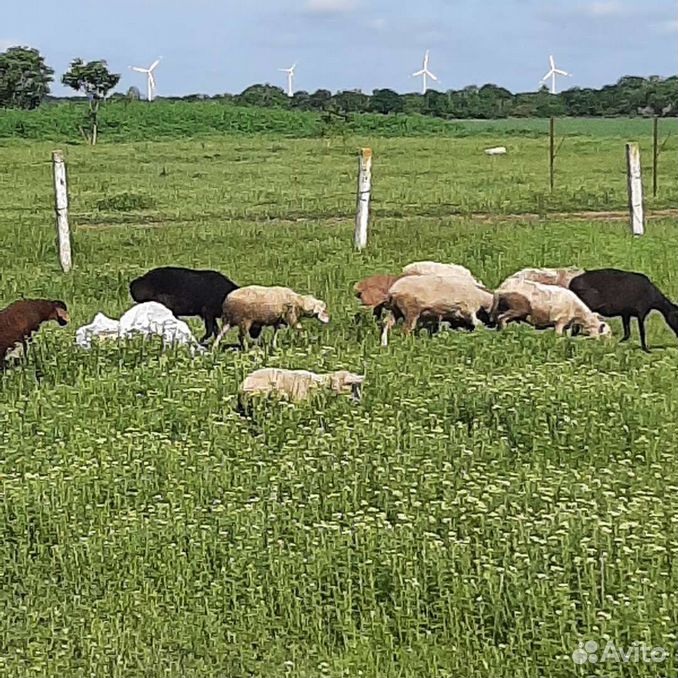 Овцы бараны