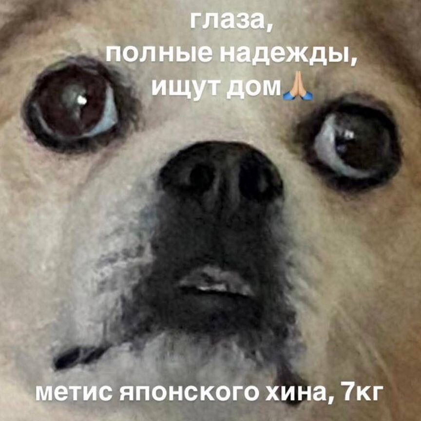 Взрослый пёс в добрые руки