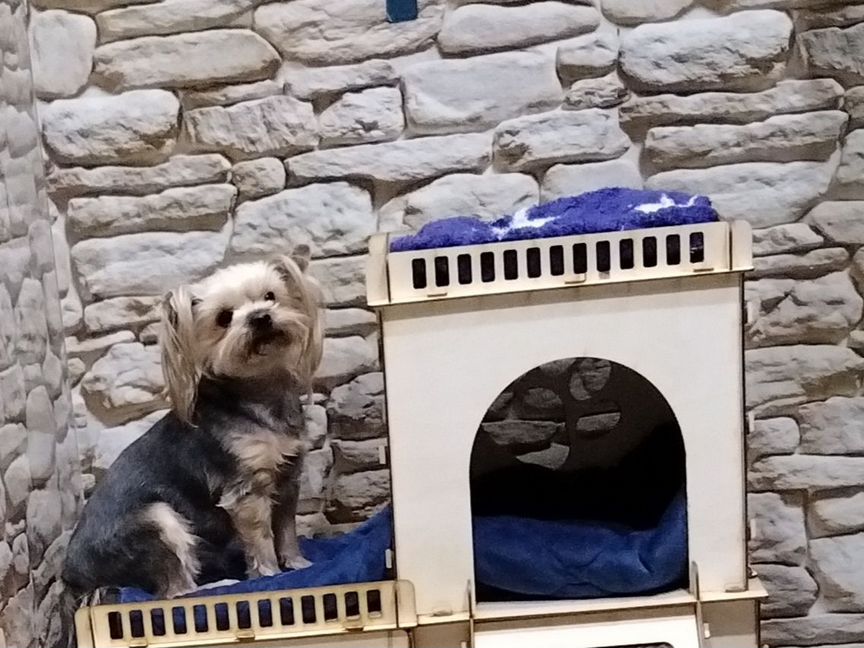 Йоркширский терьер мини беби фейс