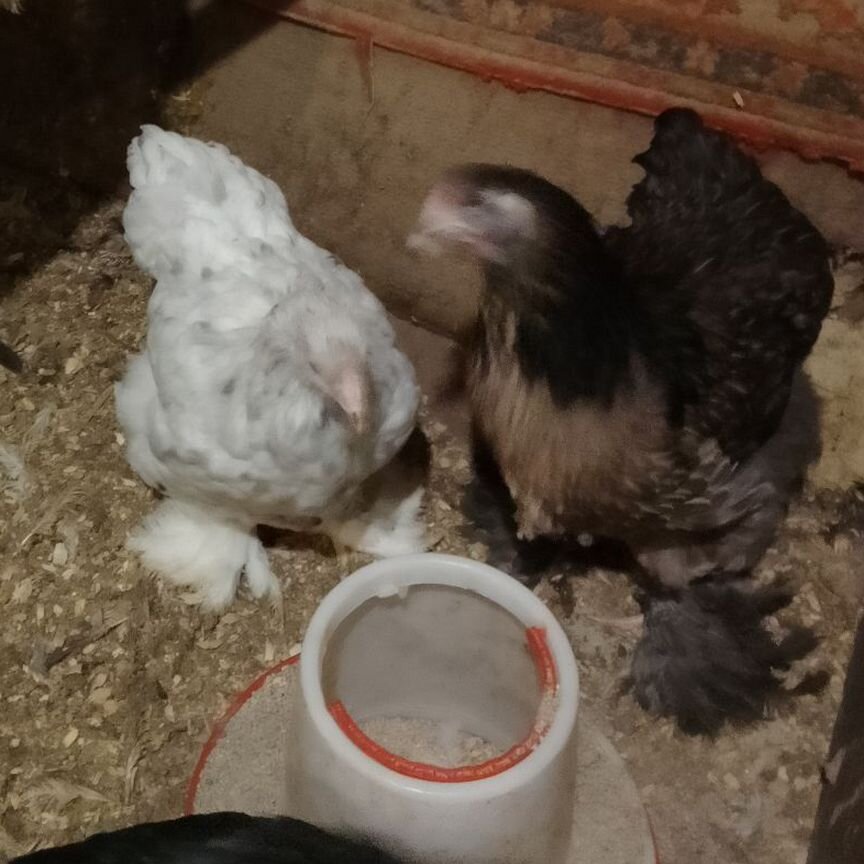 Куры кохинхин